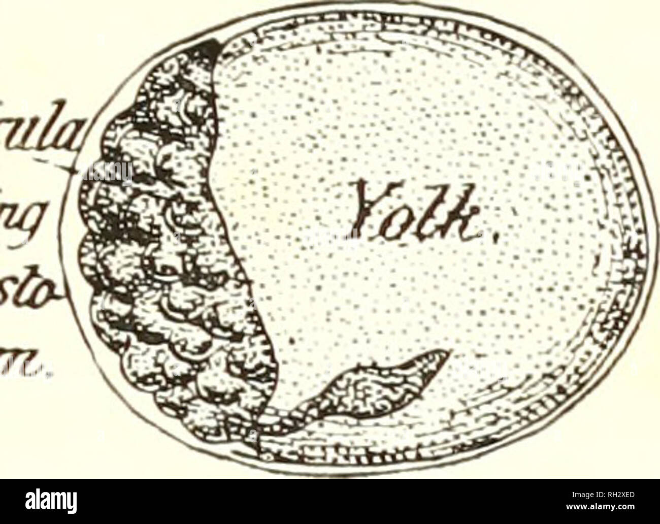 Isopod face hi-res stock photography and images - Alamy