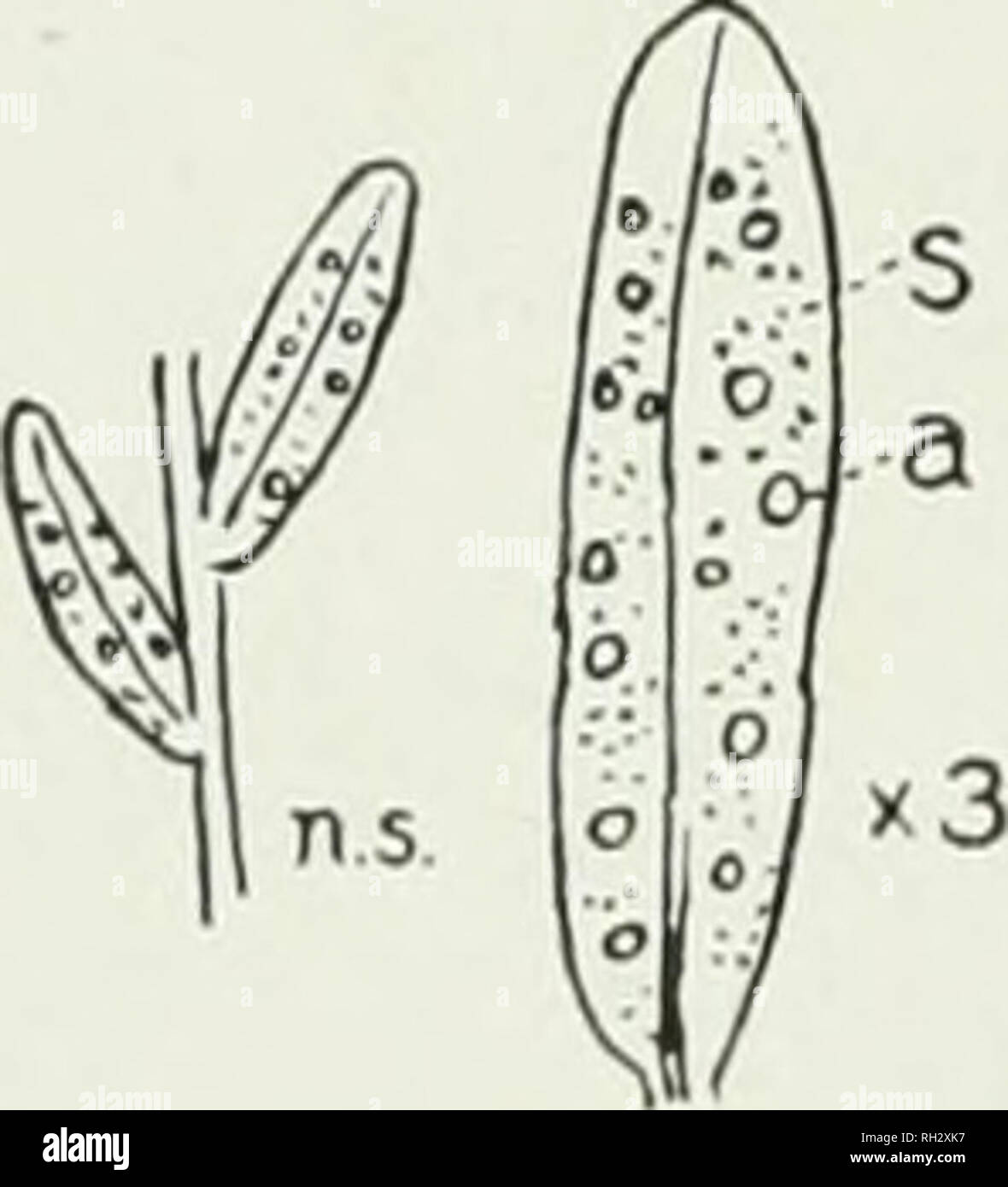 . The British rust fungi (Uredinales), their biology and classification ...