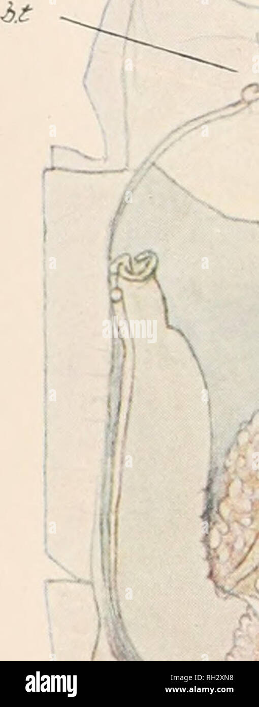 . The British Tunicata; an unfinished monograph. Sea squirts; Tunicata ...