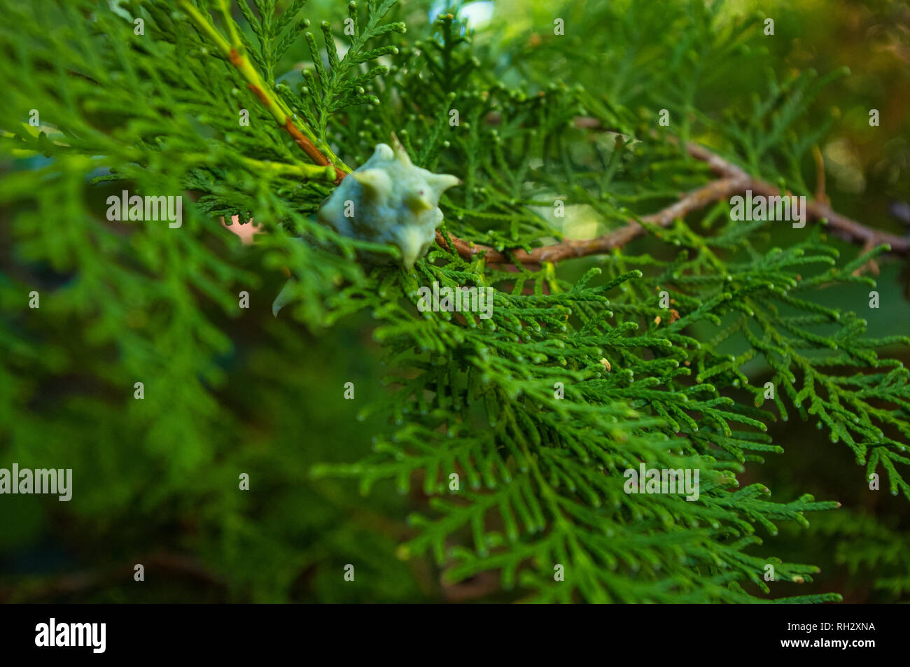 Incense cedar tree Calocedrus decurrens branch close up. Thuja cones ...