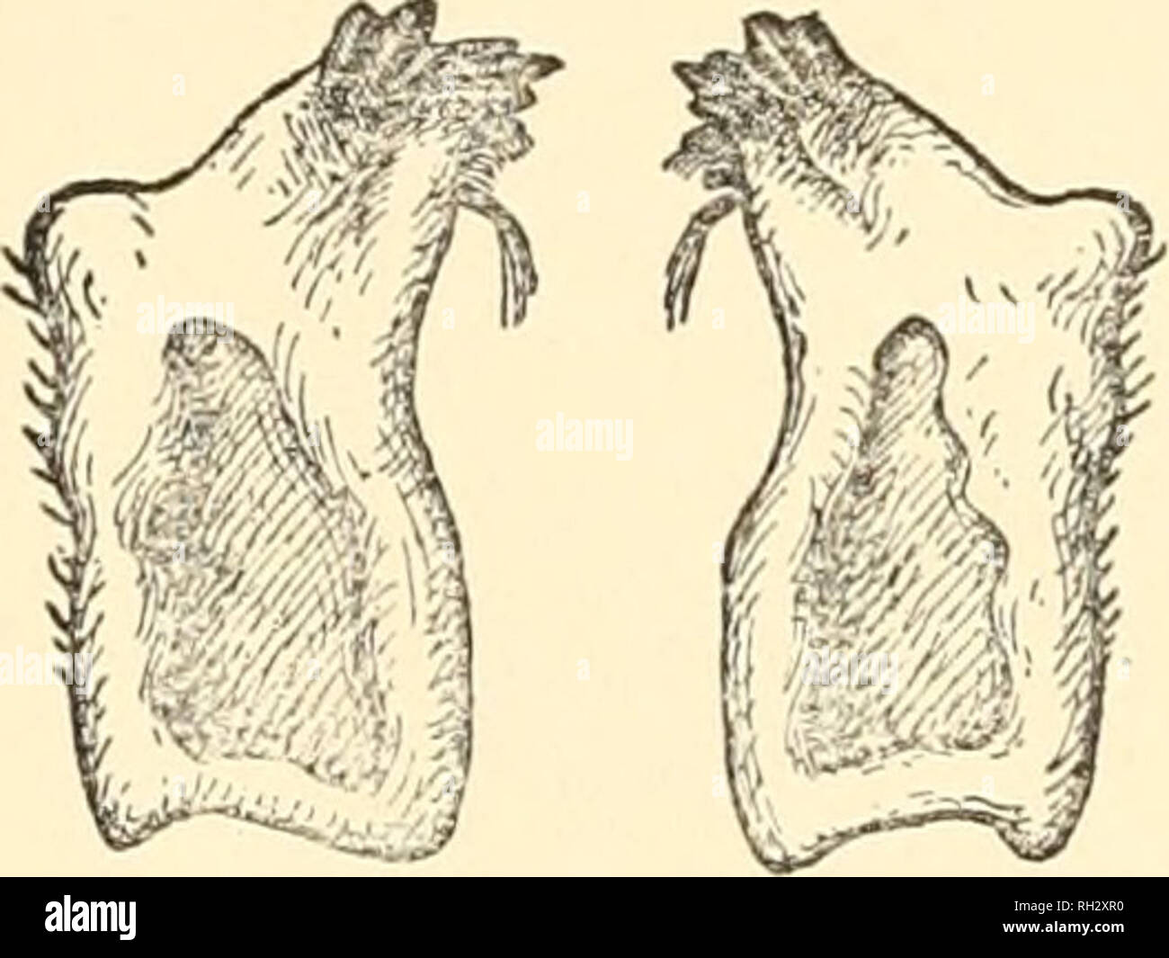Upper lip raised hi-res stock photography and images - Alamy