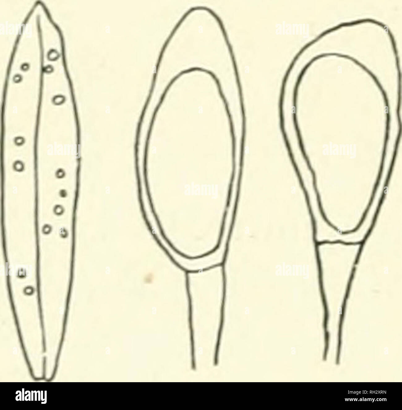 . The British rust fungi (Uredinales) their biology and classification ...
