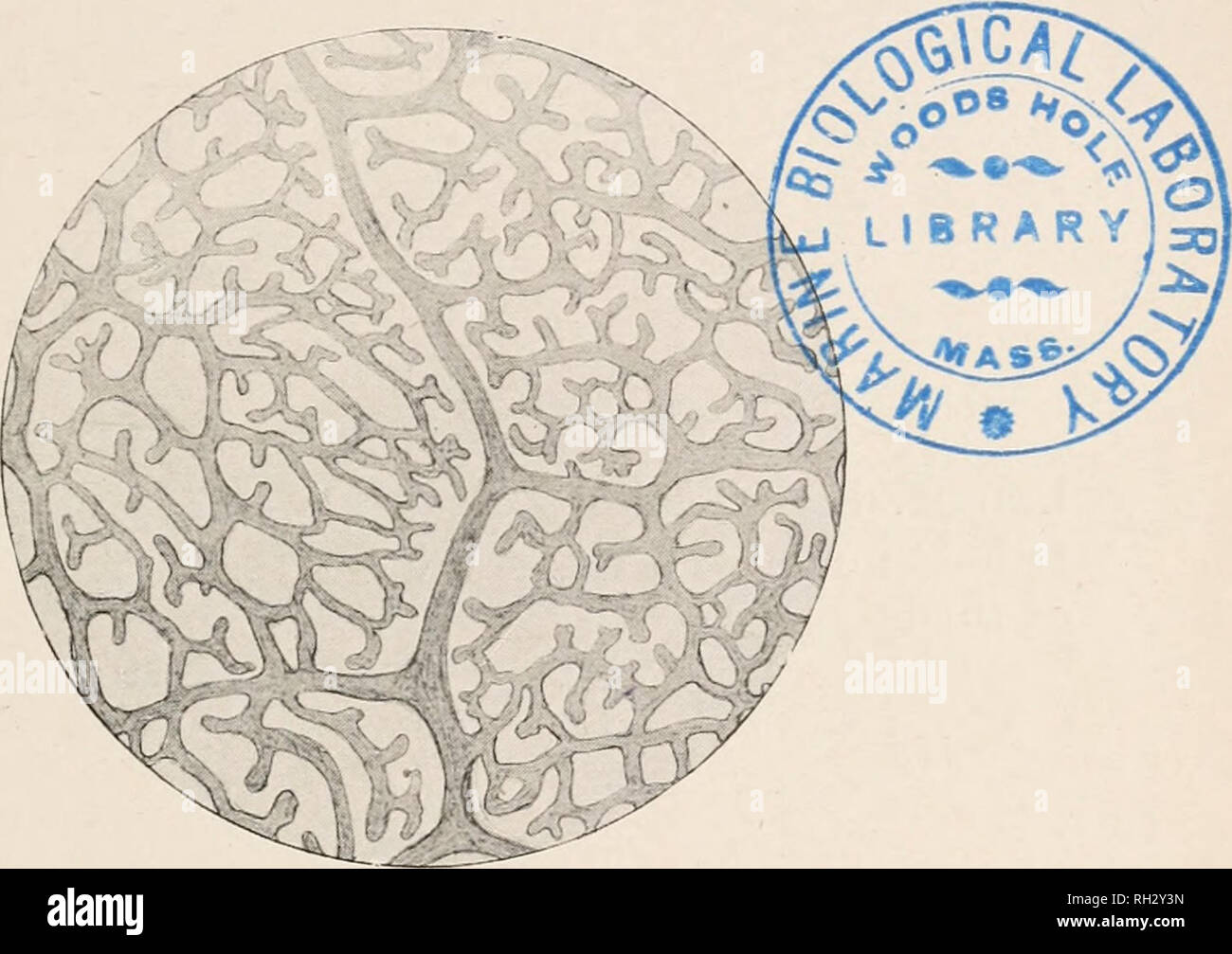. The British Tunicata; an unfinished monograph. Sea squirts; Tunicata ...