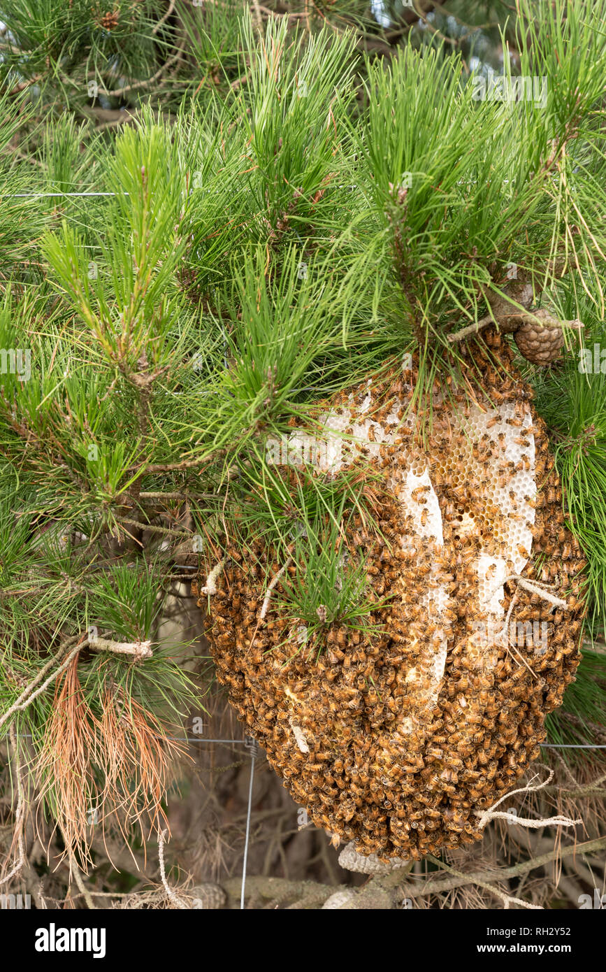 Natural beehive hi-res stock photography and images - Alamy