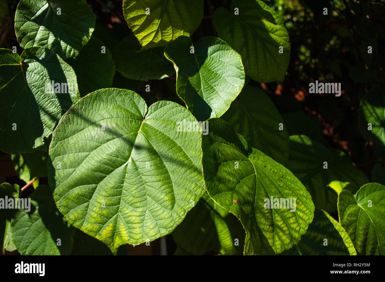 Green bright rough kiwi leaves on the vine, close up Stock Photo - Alamy