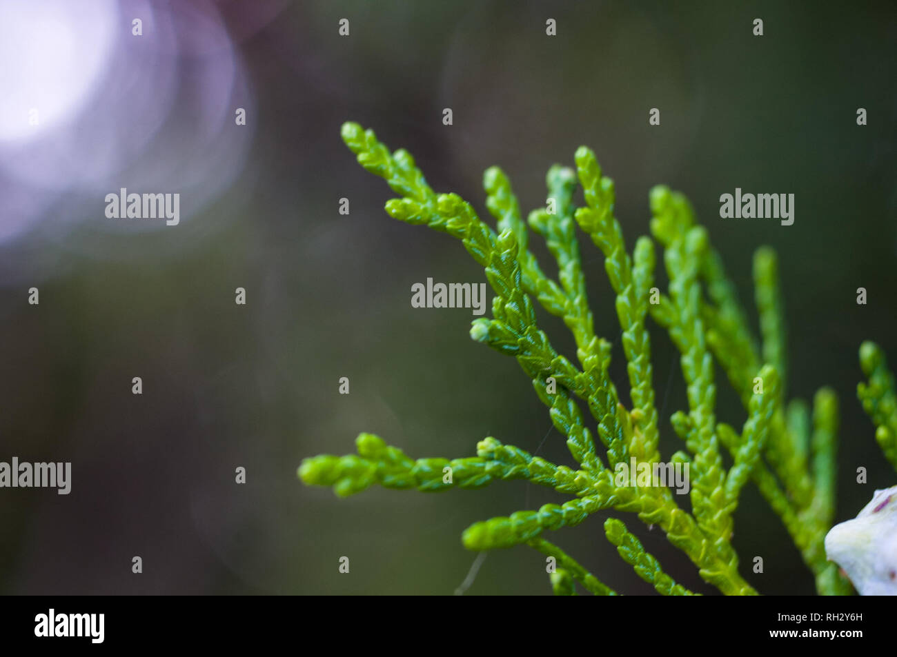 Incense cedar tree hi-res stock photography and images - Alamy