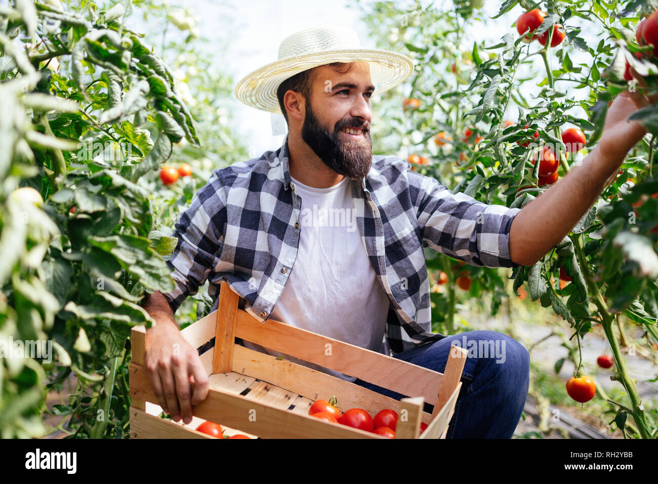 Farmer harvesting organic vegetables hi-res stock photography and images - Alamy