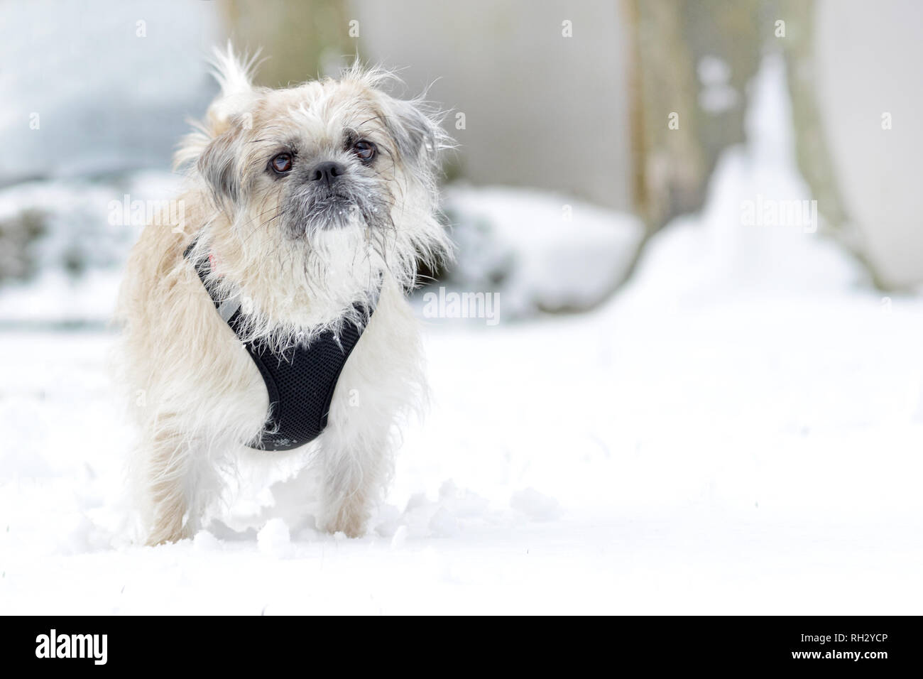 Black and white mongrel female dog hi-res stock photography and images ...