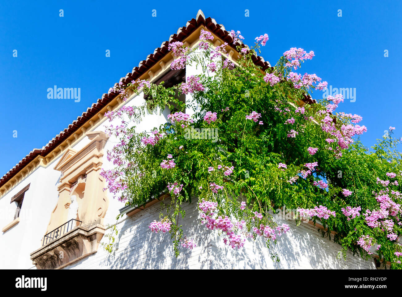 Pink creeper plant hi-res stock photography and images - Alamy