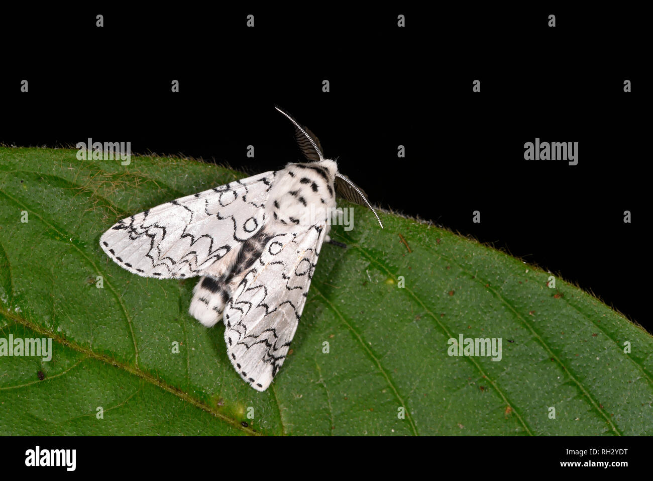 Costa Rica Moth (Cerura rarata) adult resting on leaf, Turrialba, Costa ...