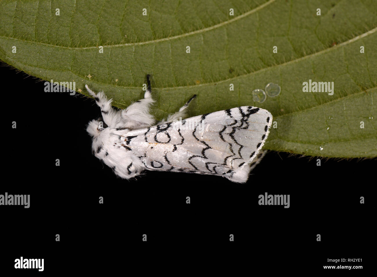 Costa Rica Moth (Cerura rarata) adult resting on leaf, Turrialba, Costa ...