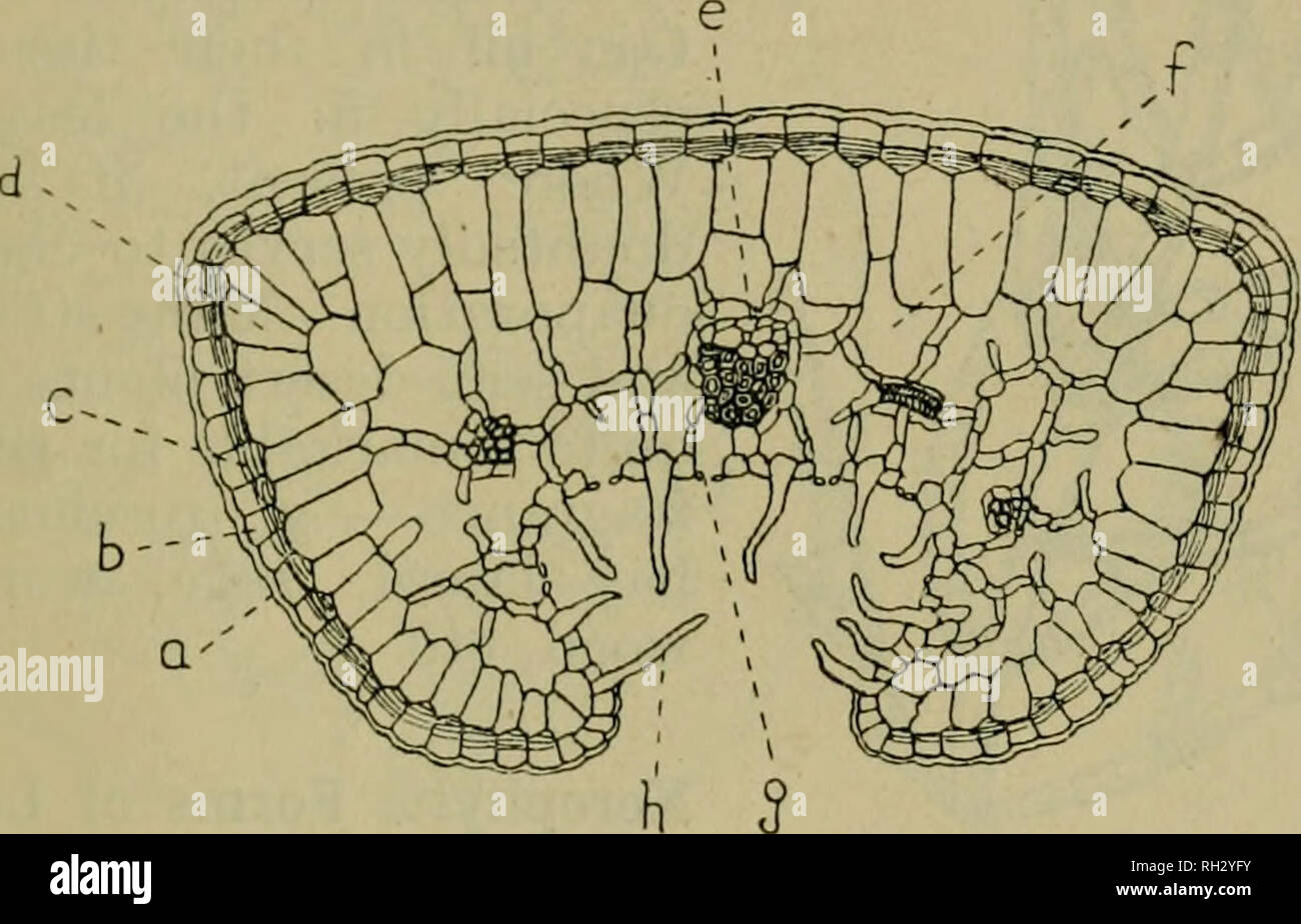 Water storing cells hi-res stock photography and images - Alamy