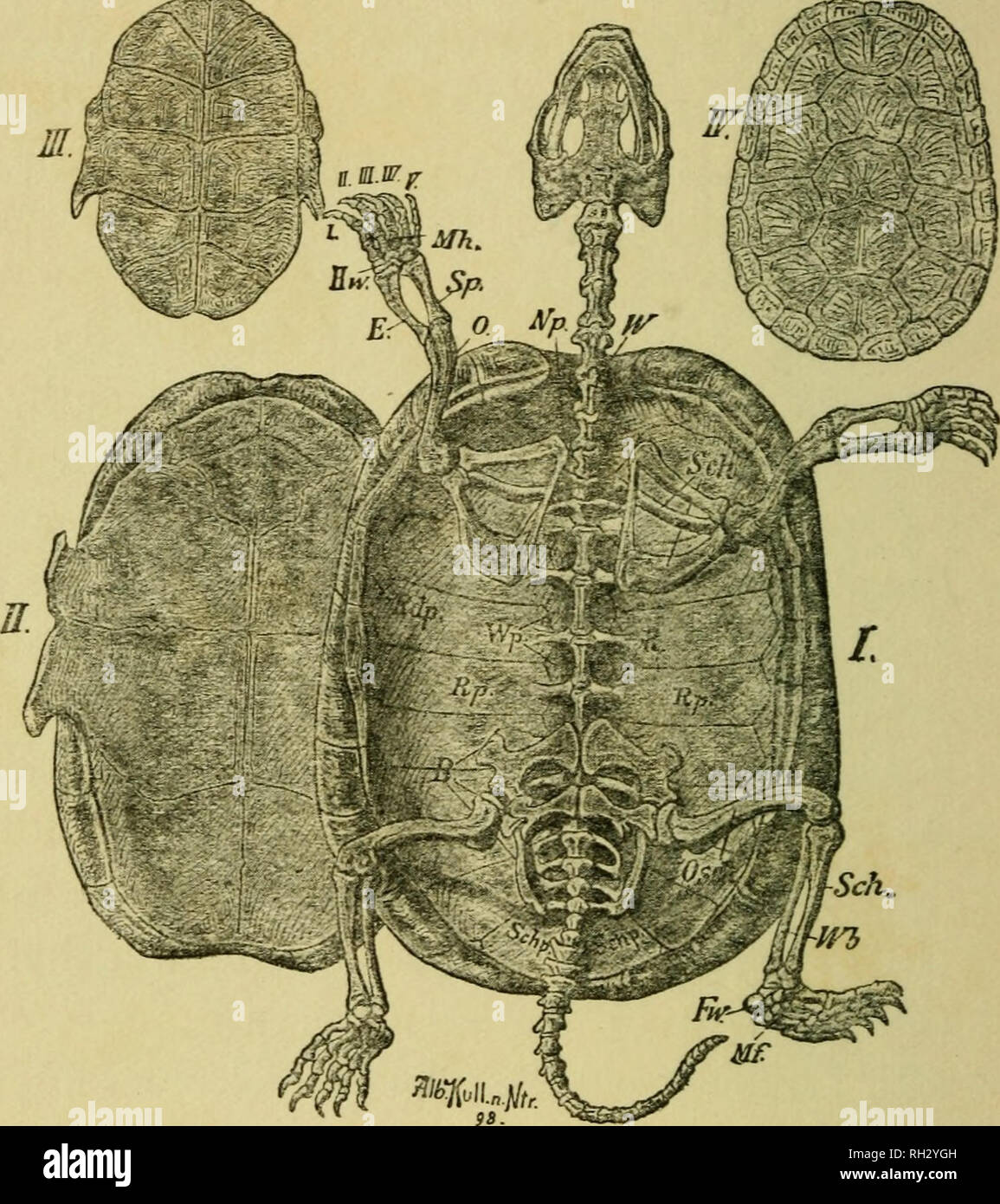 Skeletal Globe High Resolution Stock Photography and Images - Alamy