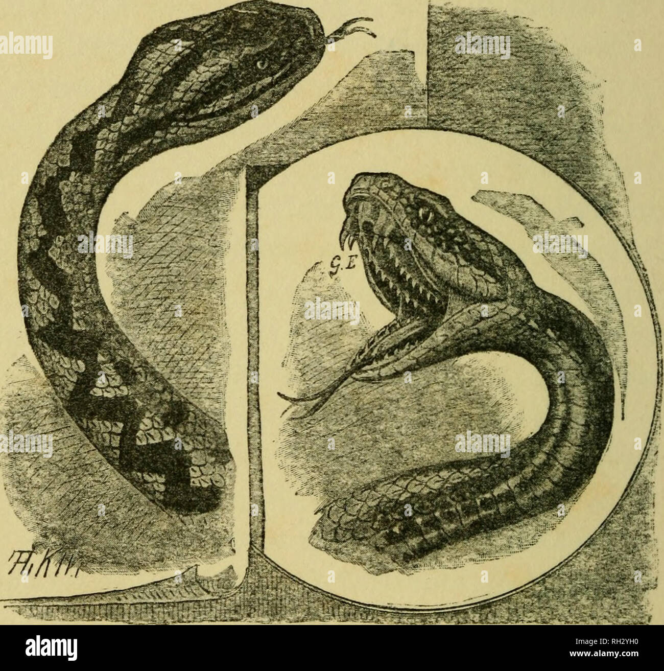 Fixed fangs hi-res stock photography and images - Alamy