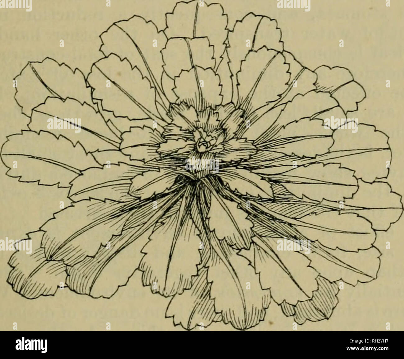 Characteristic rosette form hi-res stock photography and images - Alamy