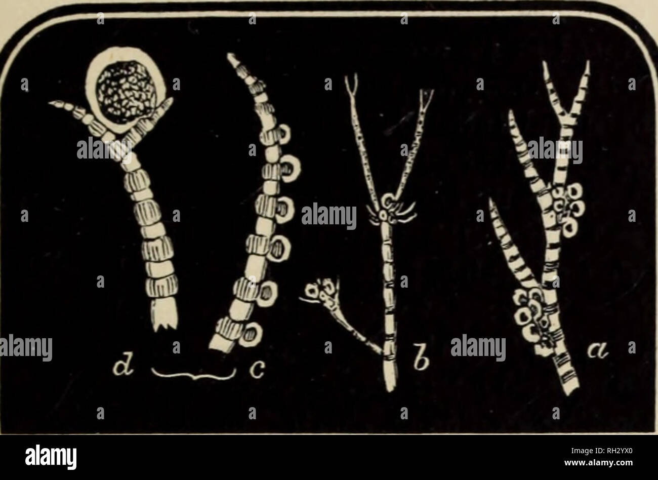 . British marine algae : being a popular account of the seaweeds of ...