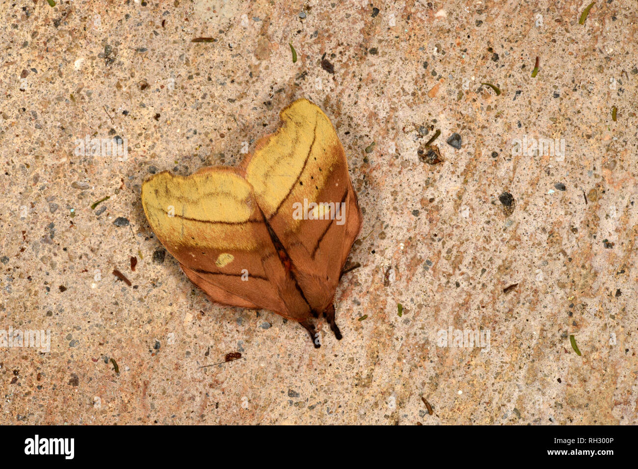 Costa Rica Moth (Hyperchiria nausica) adult at rest on stone surface ...