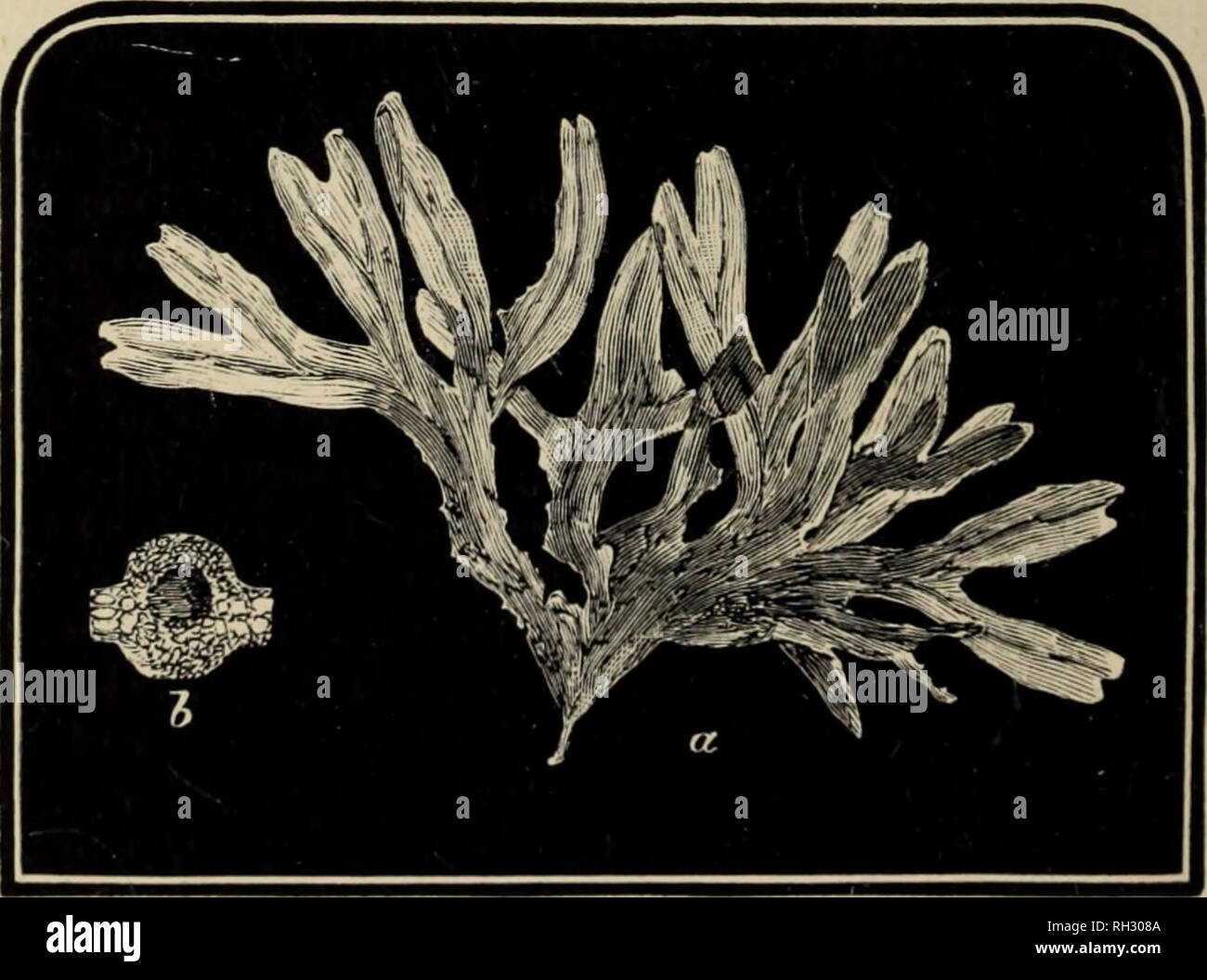 . British marine algae : being a popular account of the seaweeds of ...