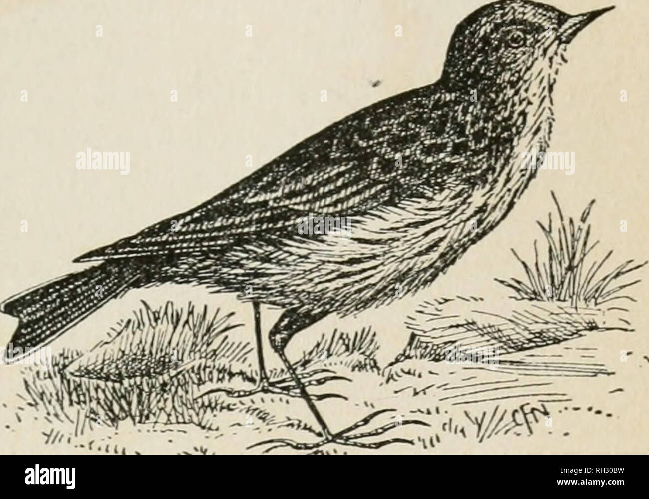 . British nesting birds : a complete record of every species which ...