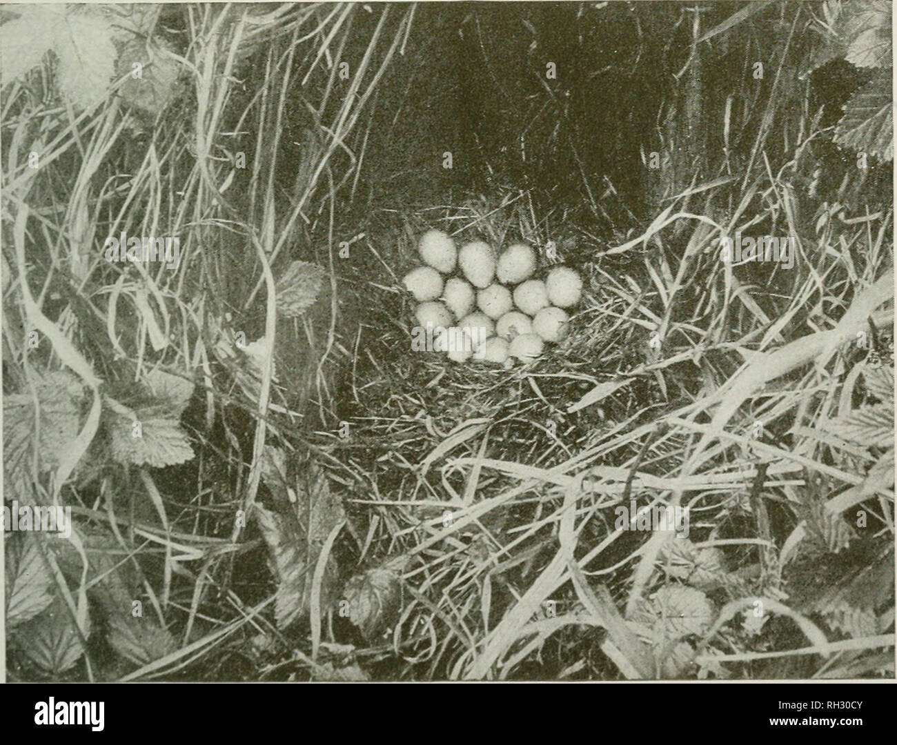 Nesting Partridge High Resolution Stock Photography and Images - Alamy