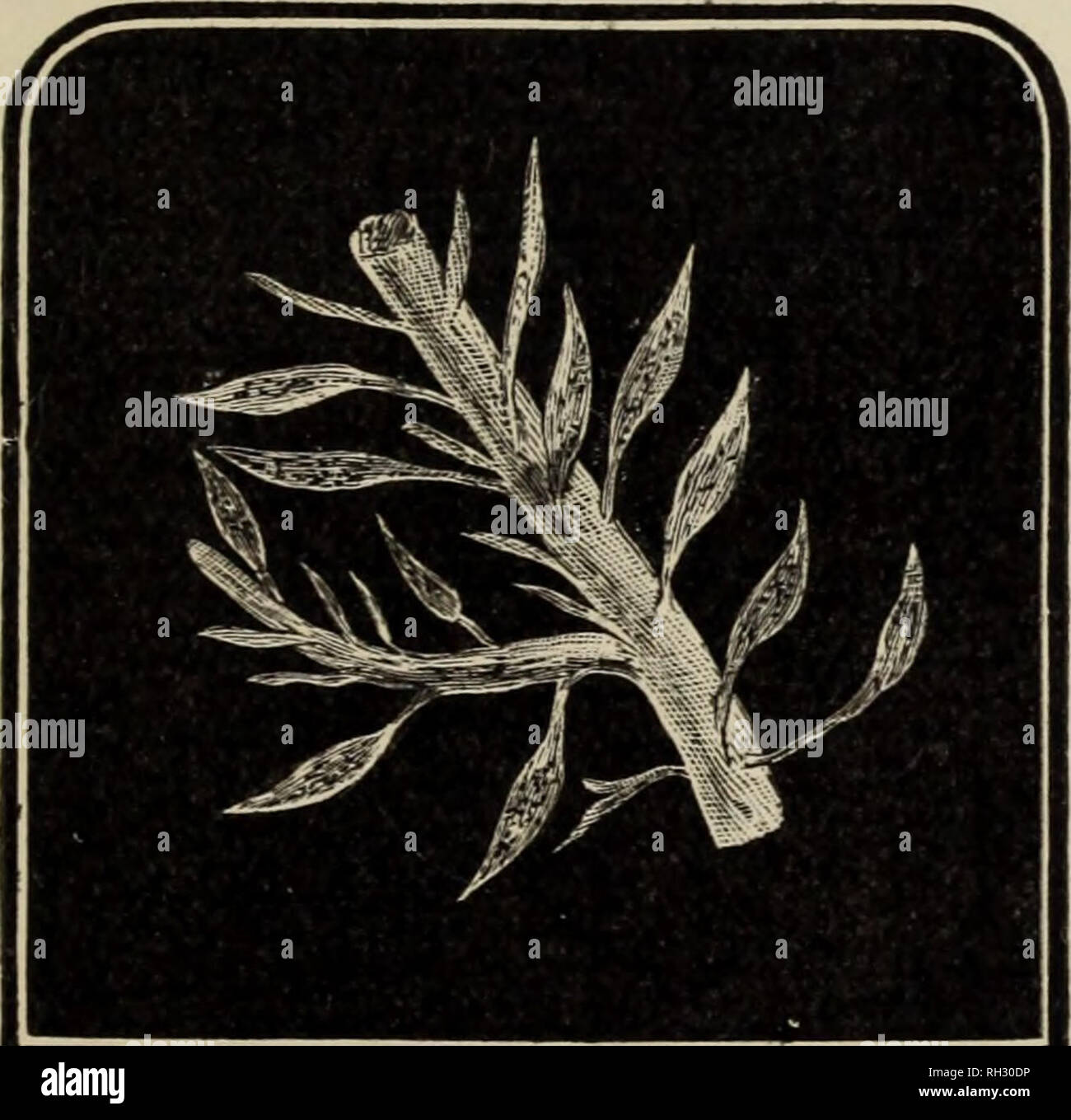 Algae tendrils hi-res stock photography and images - Alamy