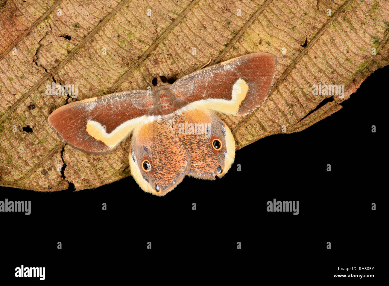 Ear moth hi-res stock photography and images - Alamy