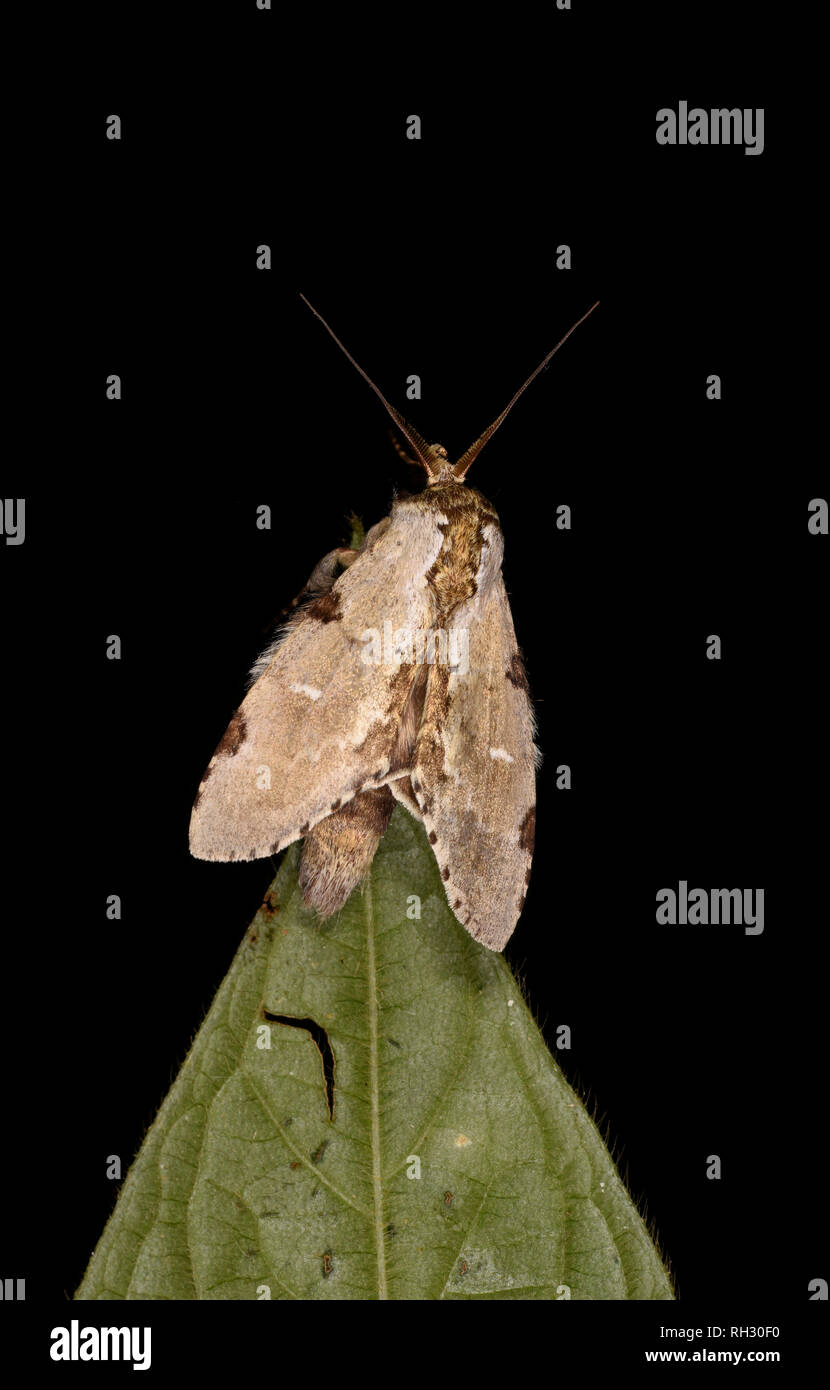 Costa Rica Moth (Malocampa albolineata) adult resting on leaf ...