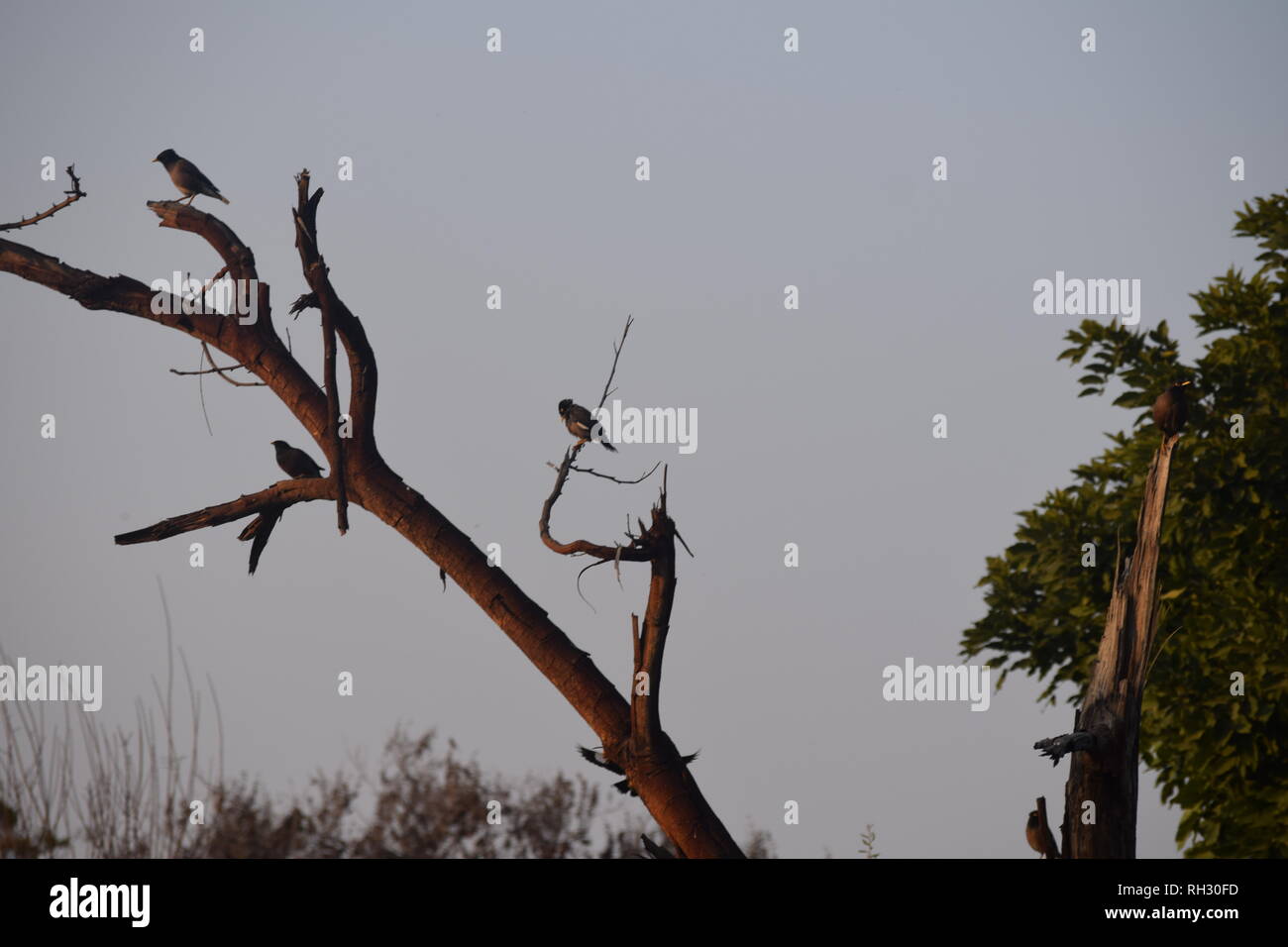 Bonding of birds Stock Photo - Alamy
