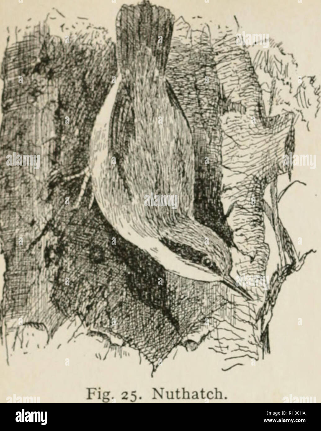 . British nesting birds : a complete record of every species which ...