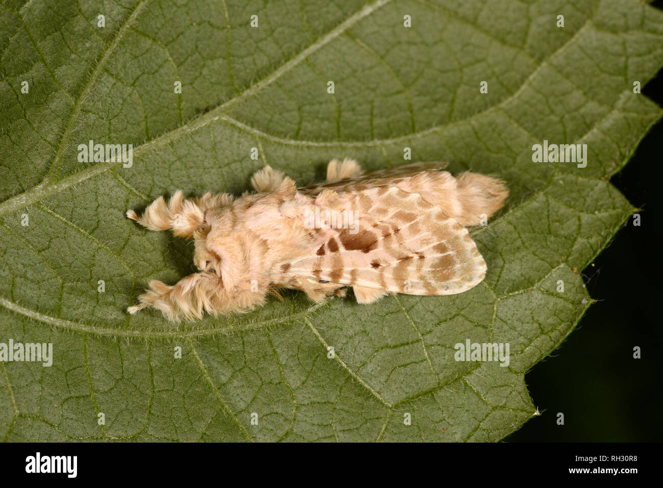Costa Rica Moth (Caeculia species) adult resting on leaf, Turrialba ...