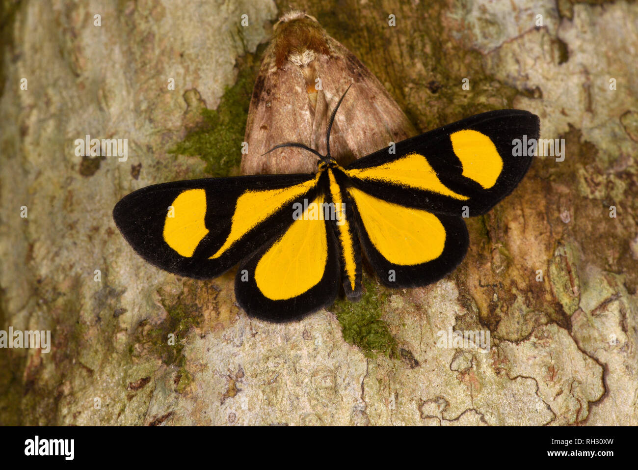 Costa Rica Moth (Smicropus laeta) adult at rest on tree trunk ...