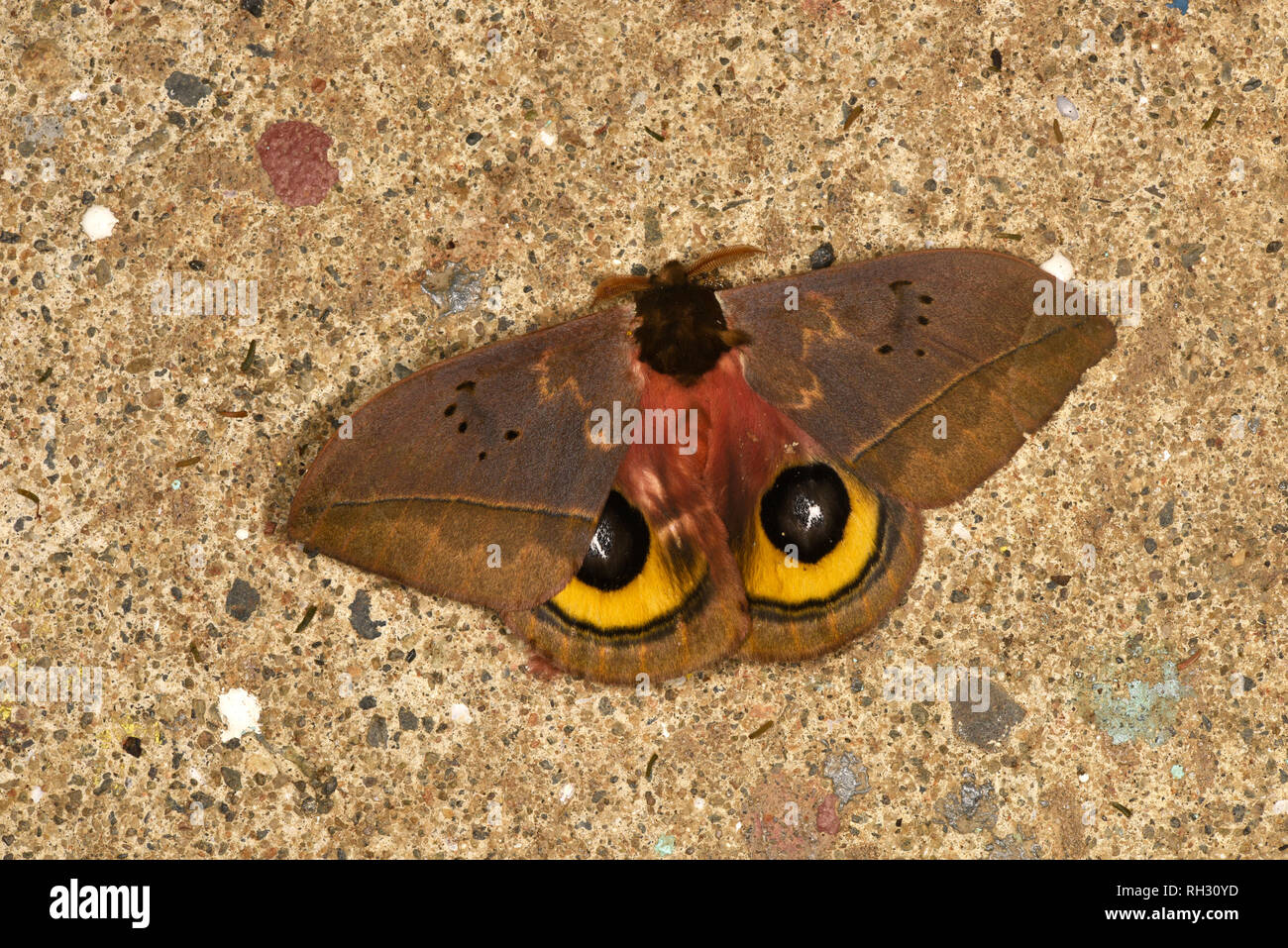 Costa Rica Bullseye Moth (Automeris belti) adult at rest on stone ...