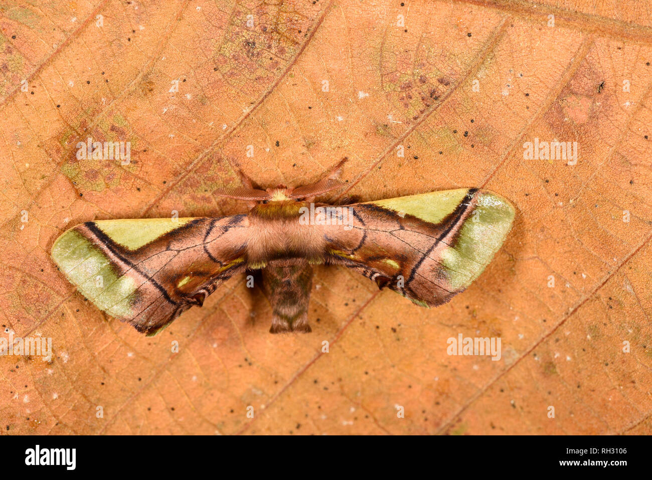 American Silkworm Moth (Epia muscosa) adult resting on dead leaf ...