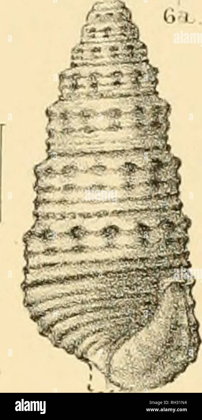 Fossil gastropoda hi-res stock photography and images - Alamy