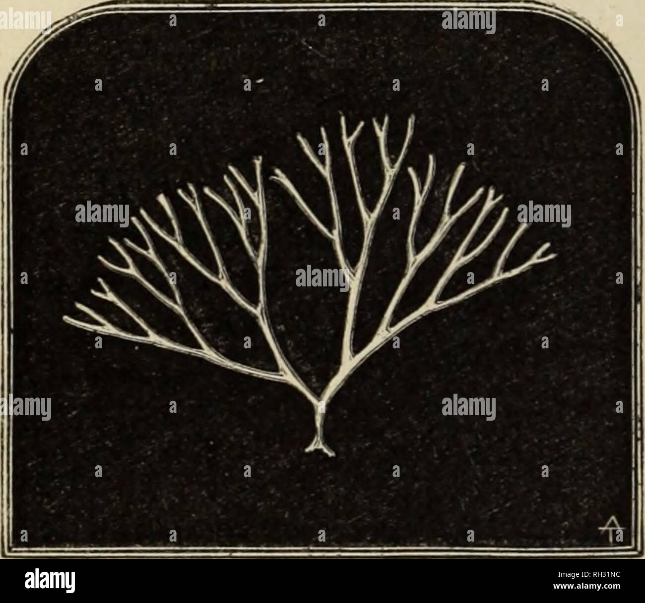 Dichotomous branches hi-res stock photography and images - Alamy