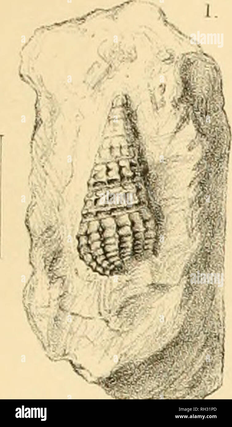 . British Jurassic Gasteropoda. Gastropoda, Fossil; Paleontology ...
