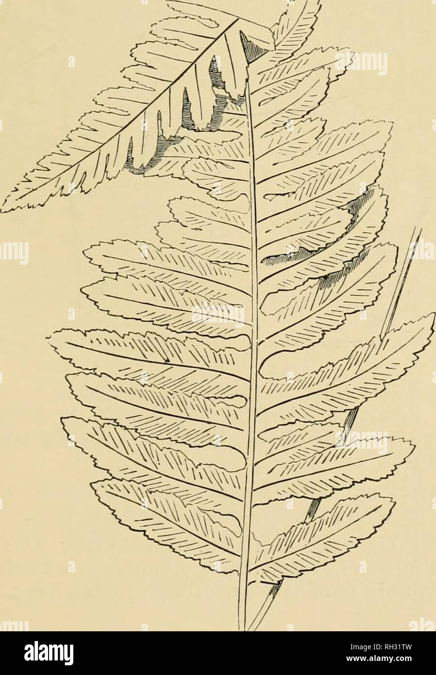 . British ferns and their varieties. Ferns. THE POLYPODIES i8S R ...