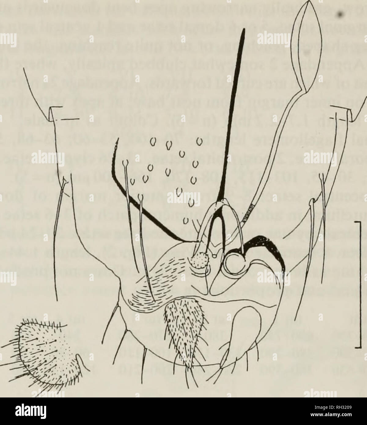 Taeniate hi-res stock photography and images - Alamy