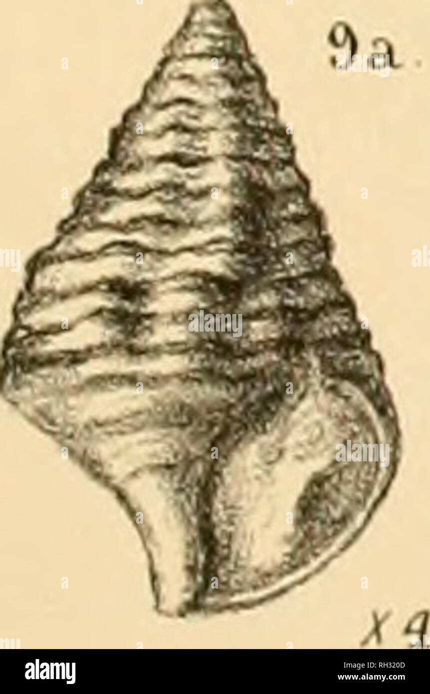 Fossil gastropoda hi-res stock photography and images - Alamy