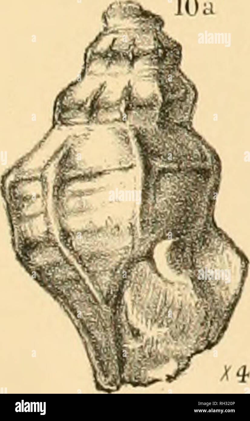 . British Jurassic Gasteropoda. Gastropoda, Fossil; Paleontology ...