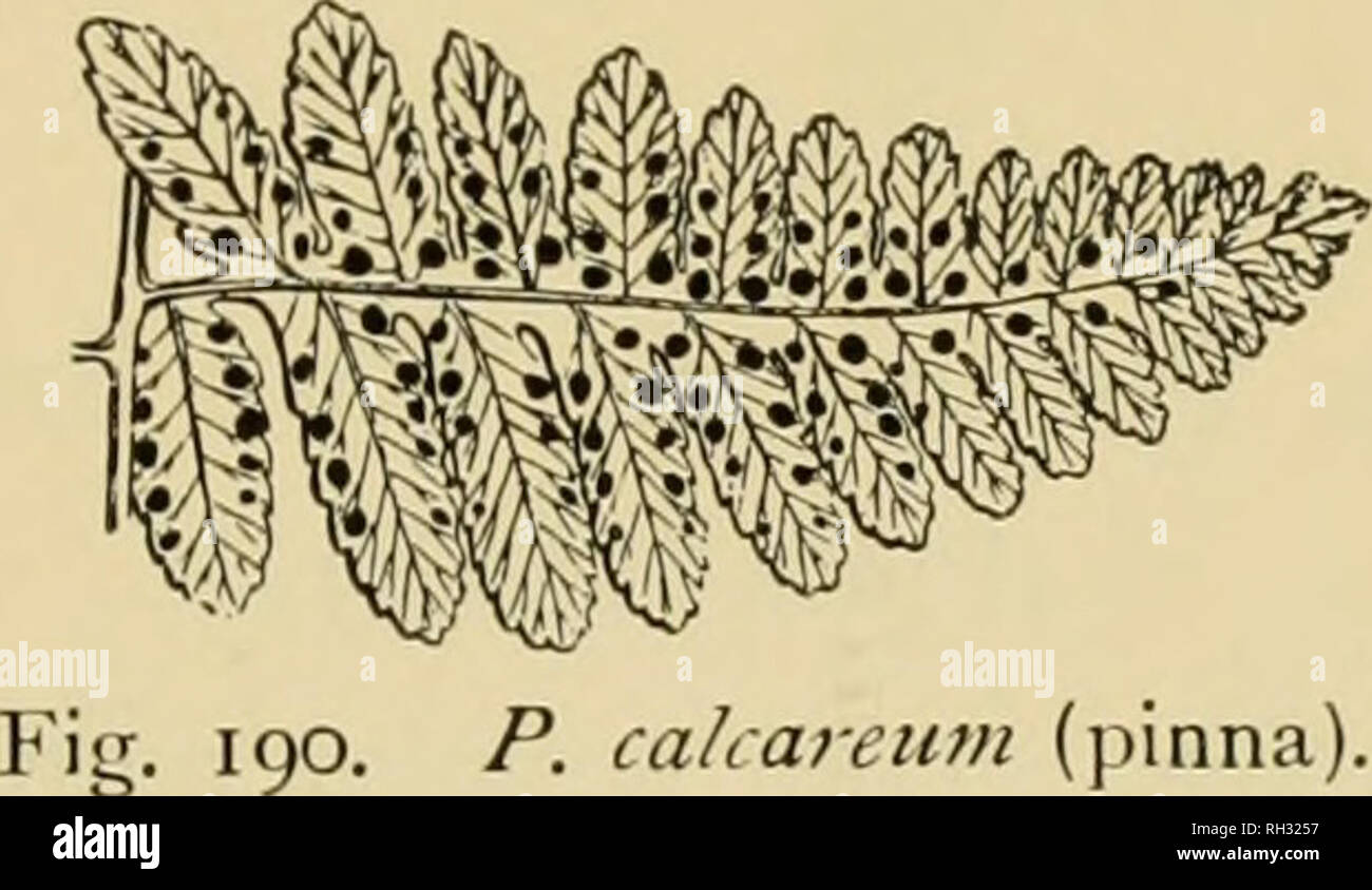 . British ferns and their varieties. Ferns. THE POLYPODIES 169 Fern ...
