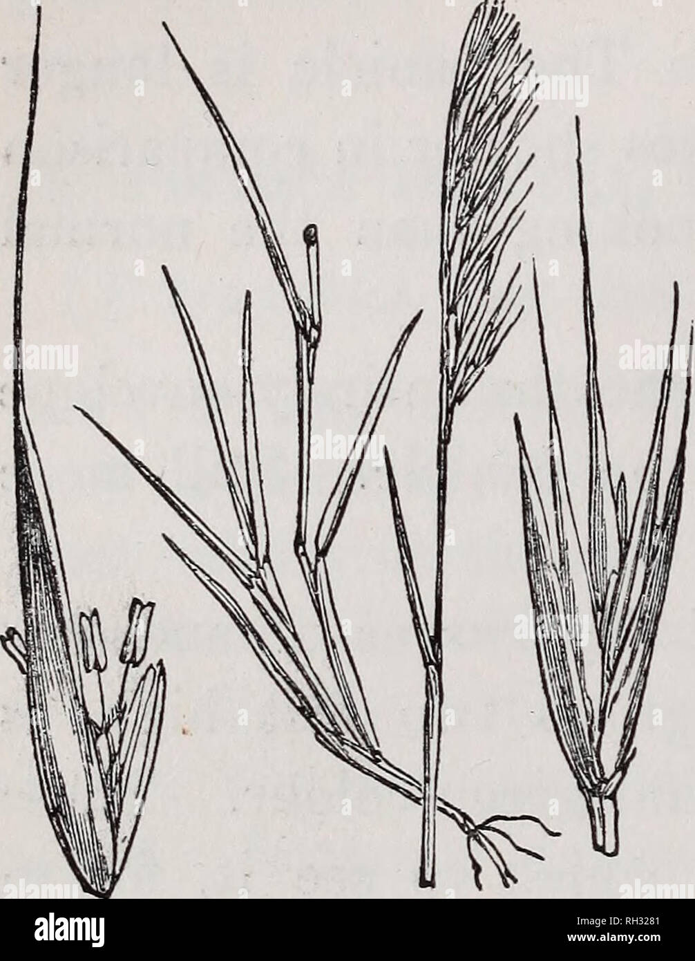 Common name grasses hi-res stock photography and images - Alamy