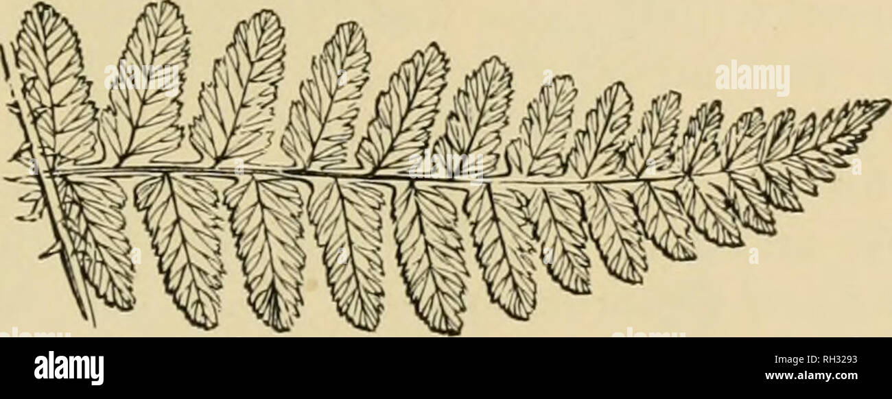 . British ferns and their varieties. Ferns. Fig. 181. L. j/?;??//i9M ...