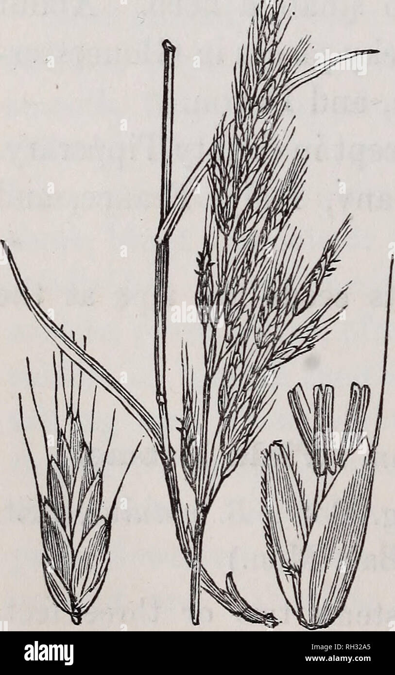 . British grasses : an introduction to the study of the Gramineae of ...