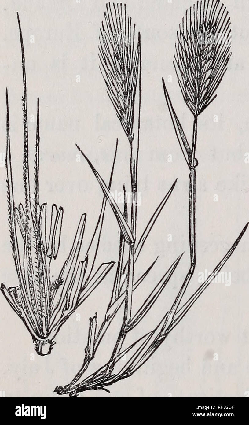 . British grasses : an introduction to the study of the Gramineae of ...