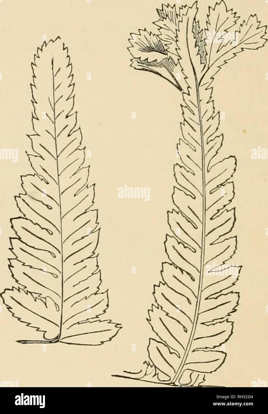 Basal pinna hi-res stock photography and images - Alamy