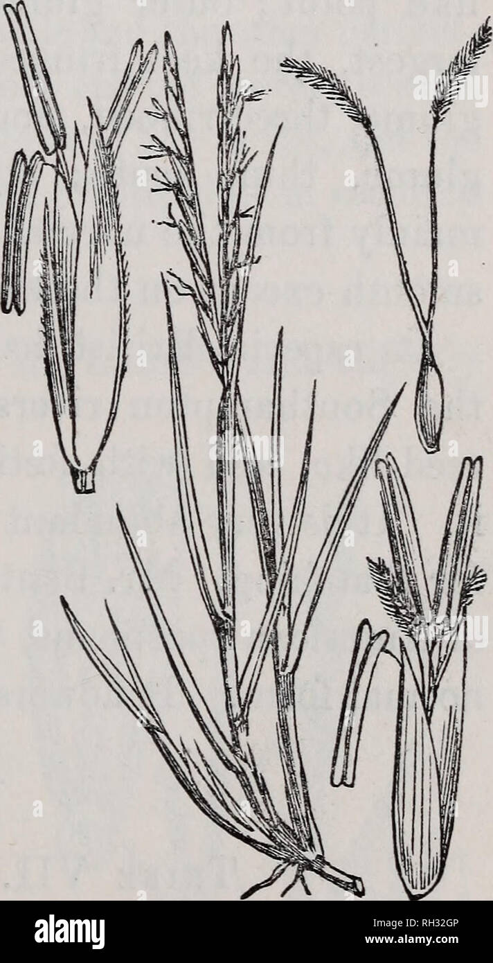 . British grasses : an introduction to the study of the Gramineae of ...