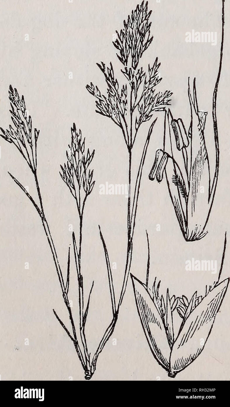 . British grasses : an introduction to the study of the Gramineae of ...
