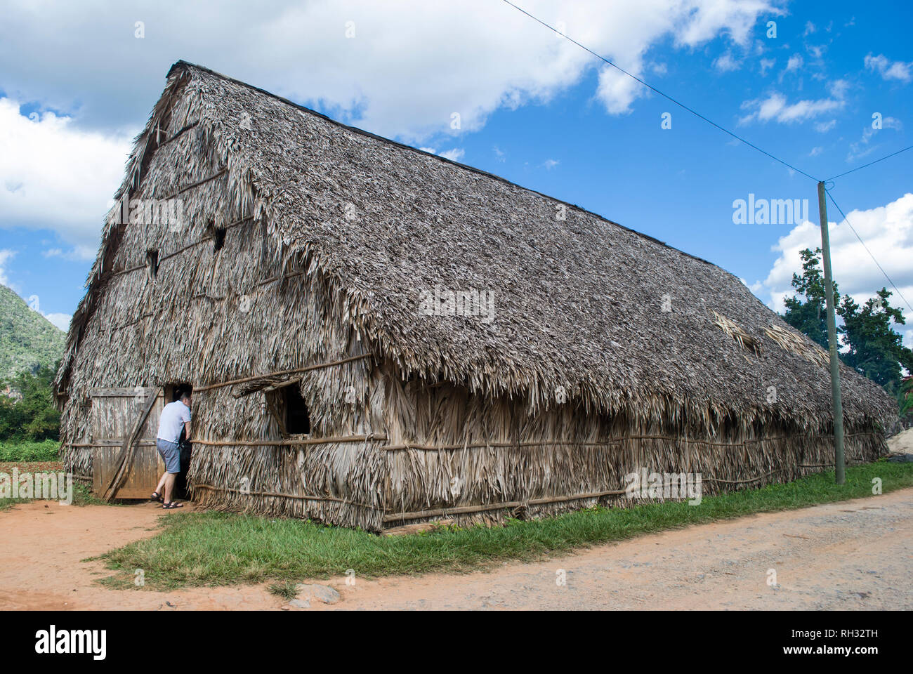 Cigar factory Cuba. Hut made of palm leaves. Manual production of Cuban ...