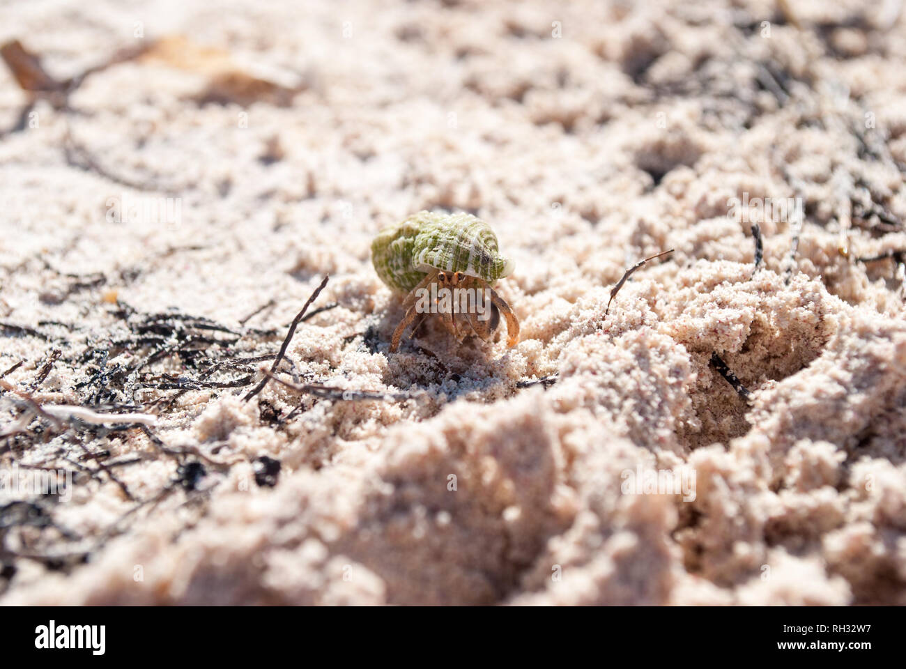 Crab in a light green shell. Shellfish on the beach hides in a shell ...